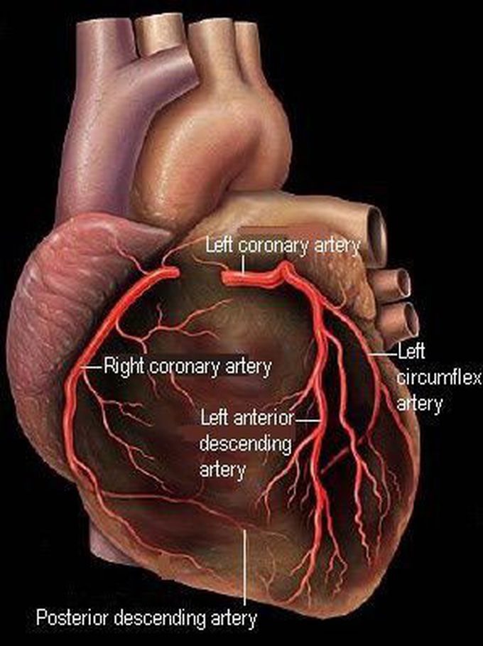 Cardiac supply arteries - MEDizzy