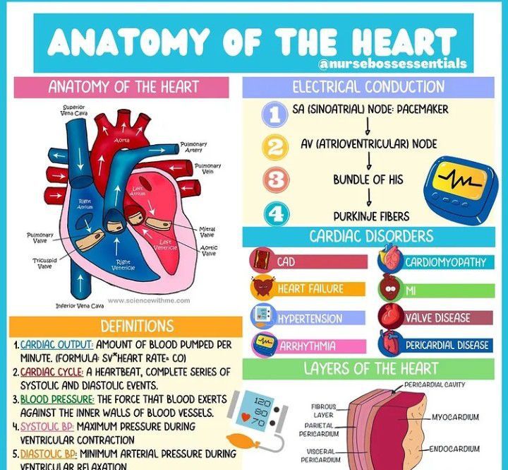 Anatomy of heart - MEDizzy