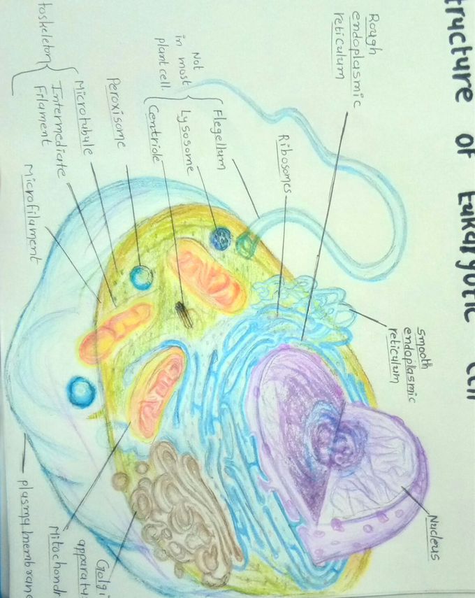 Stucture of eucariyotik cell - MEDizzy