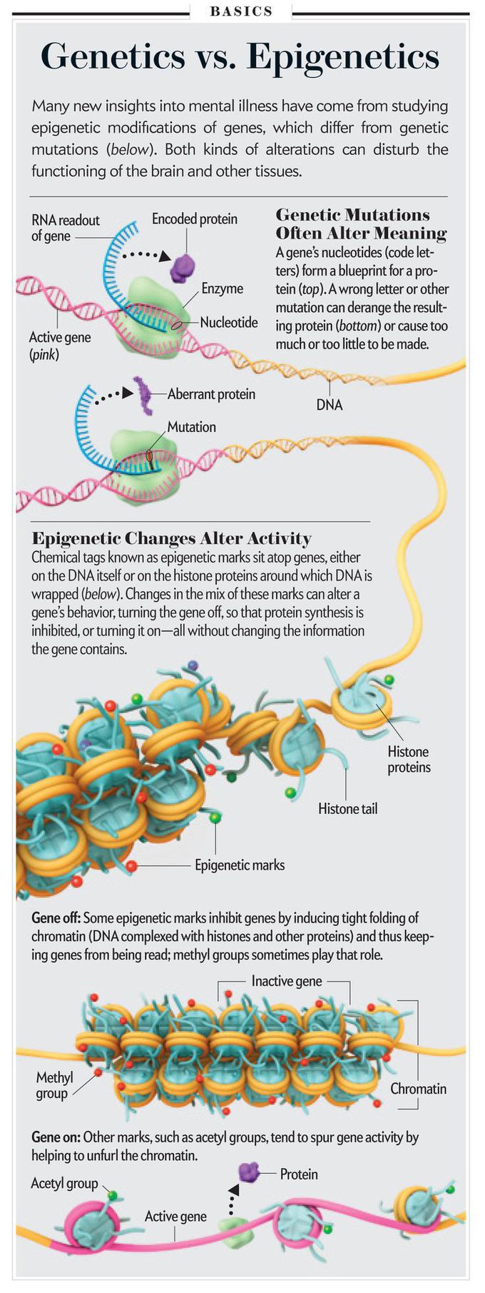 Genetics basic understanding - MEDizzy