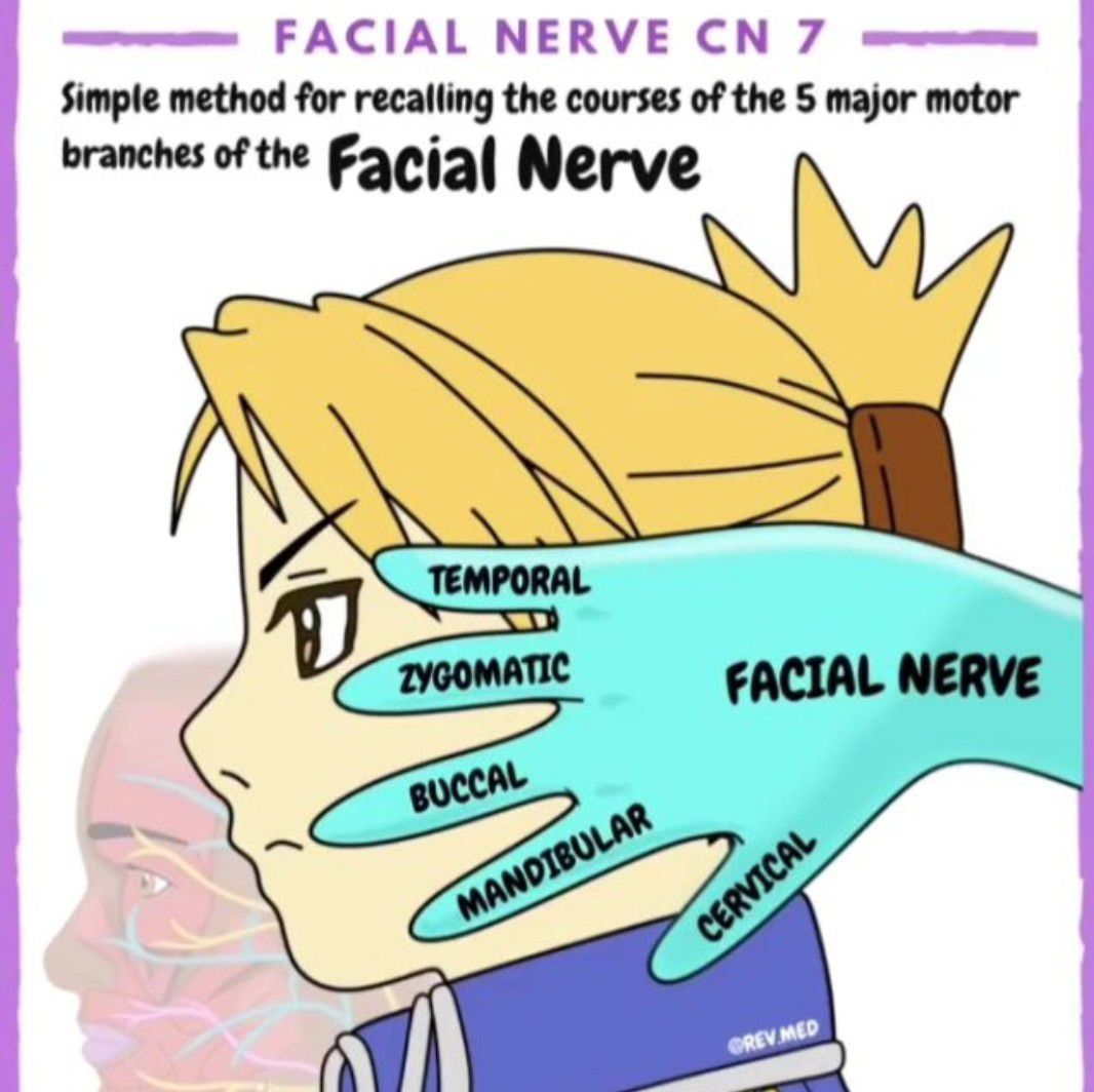 Facial Nerve MEDizzy