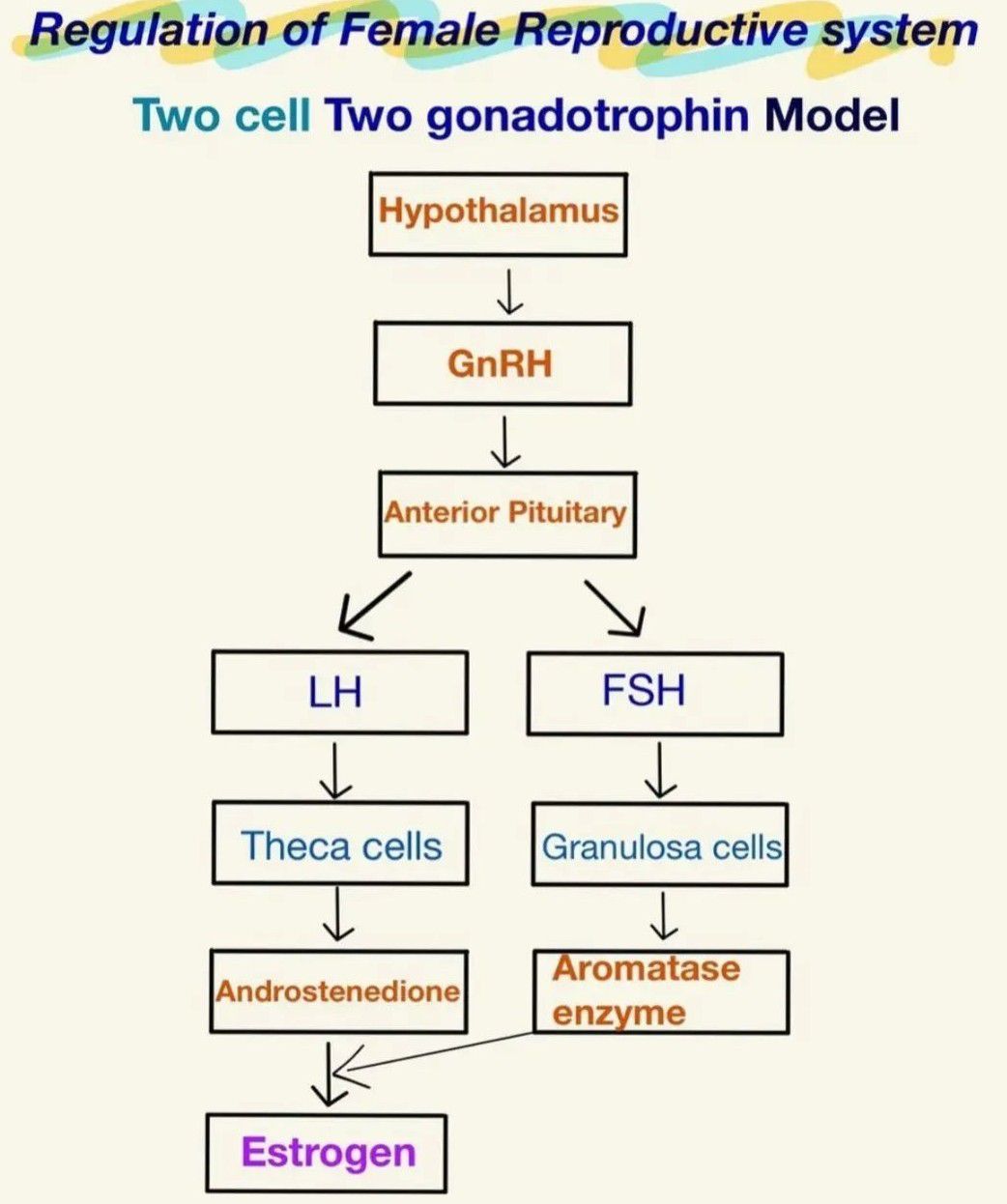 Female Reproductive System Flow Chart