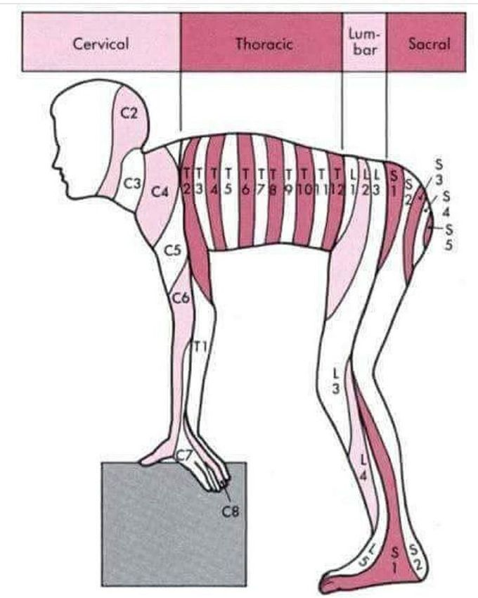 Dermatomes made easy! - MEDizzy