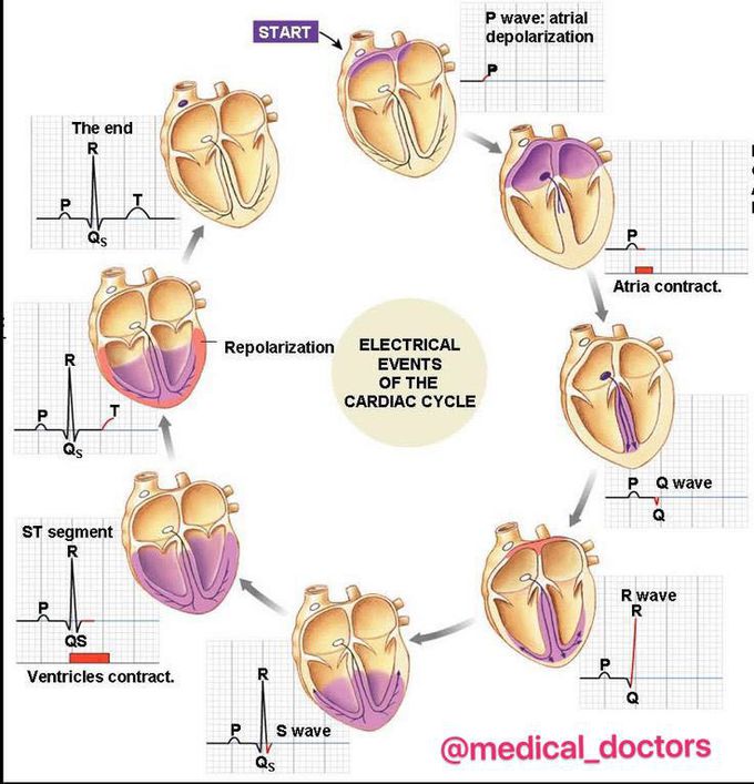 Electrical events of the cardiac cycle - MEDizzy