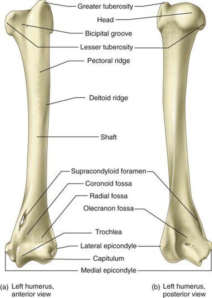 Humerus Anatomy