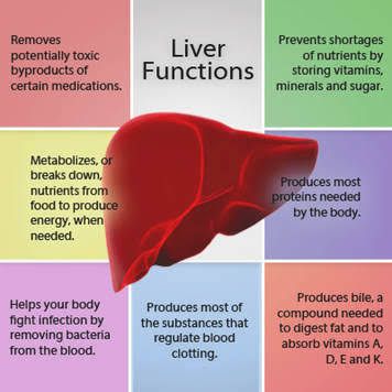 Functions of liver - MEDizzy