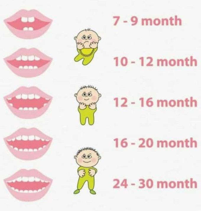 Primary Teeth Eruption - MEDizzy