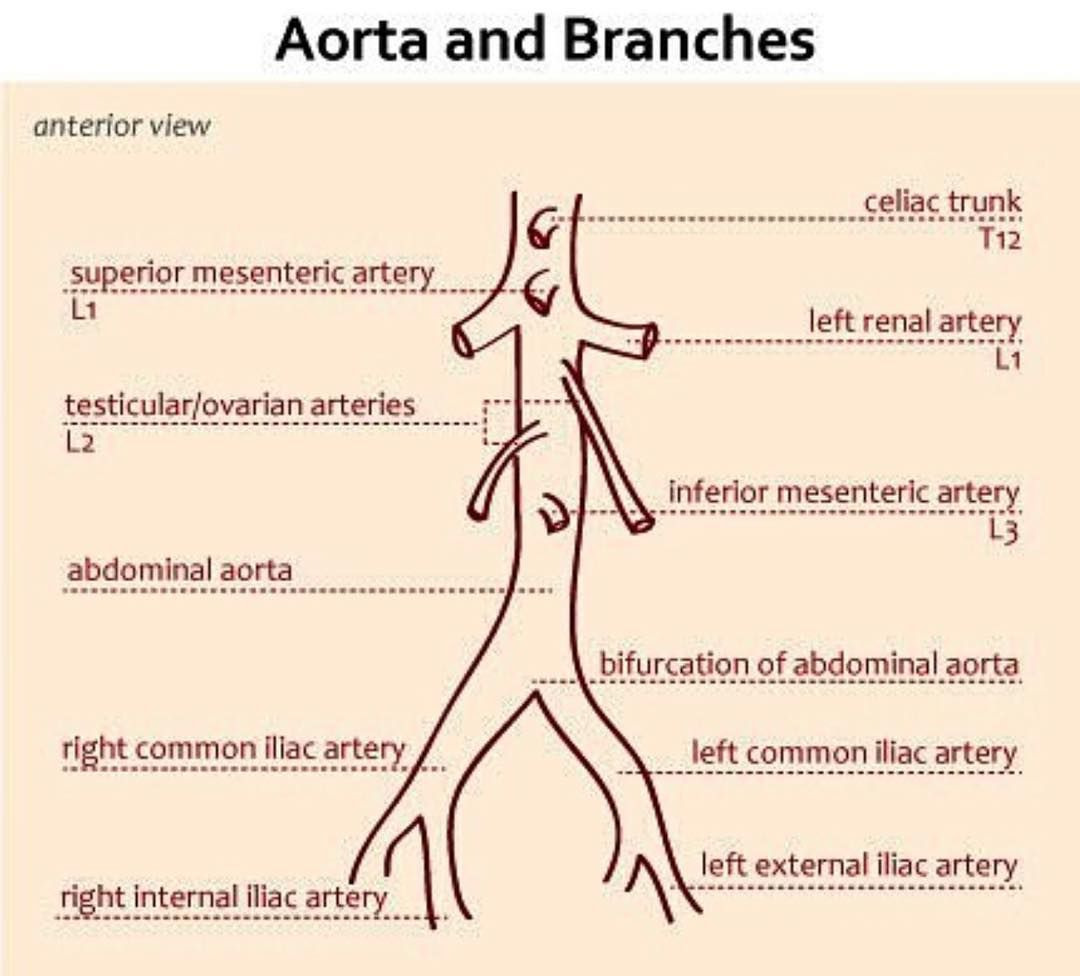 Abdominal Aorta Branches Aorta And Its Branches Blood Vessel