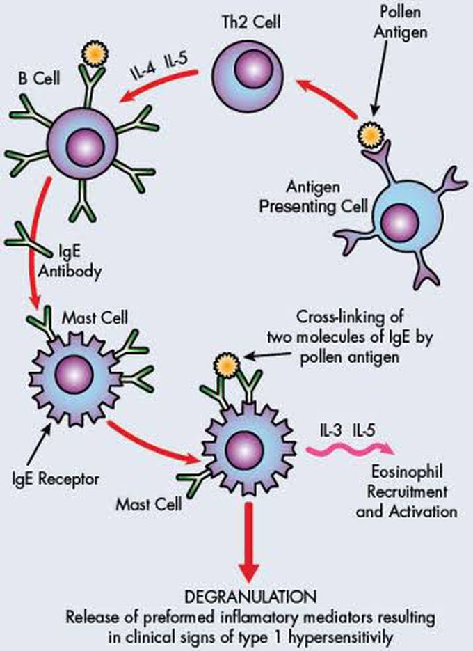 Type 1 Hypersensitive Reaction MEDizzy