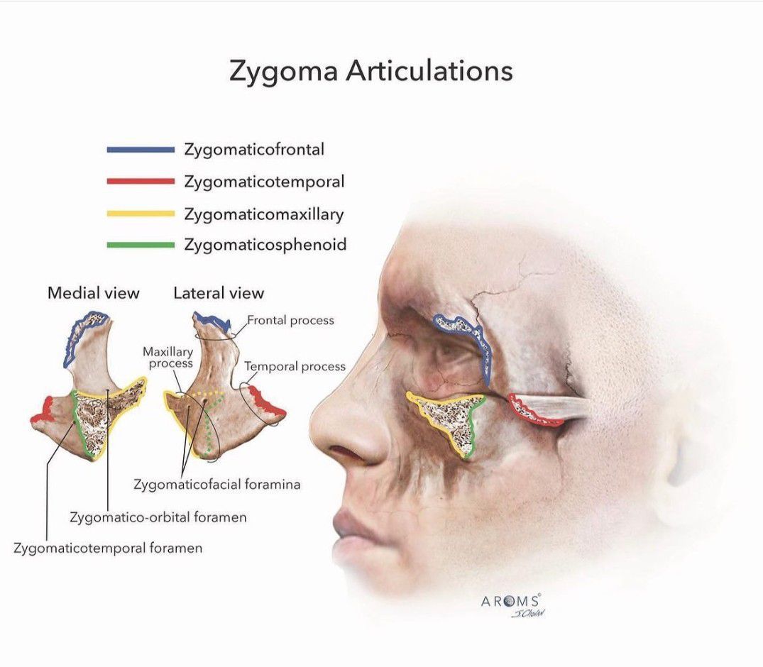 Articulations of Zygoma - MEDizzy