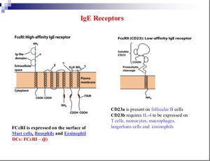 Two types of Ig E receptors - MEDizzy