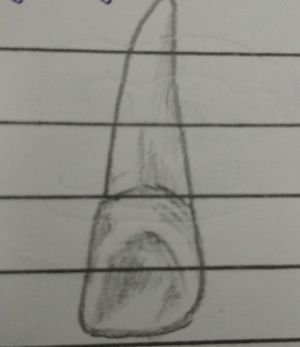 When professor tells you to draw a lateral incisor in file - MEDizzy