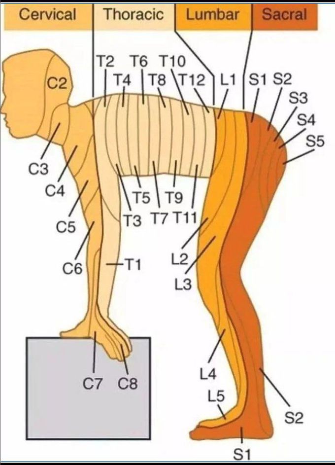 Learn about Dermatomes of the body - MEDizzy