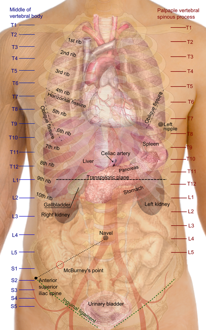 Anterior view of human body - MEDizzy