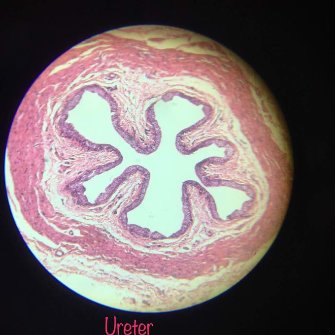 Histology of ureter - MEDizzy