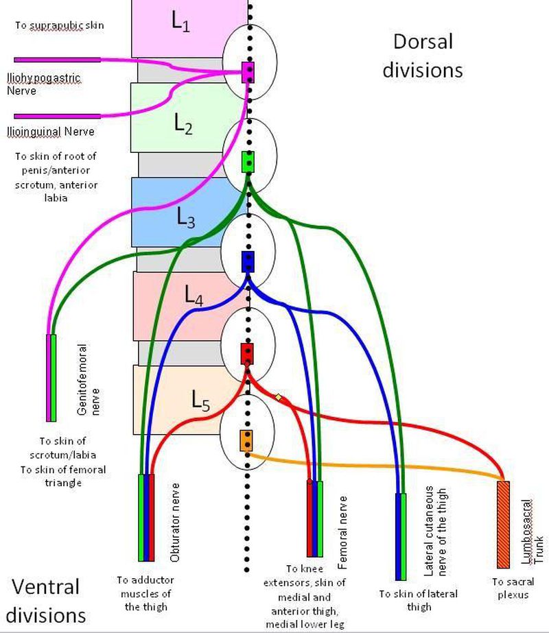 Lumbo sacral nerves - MEDizzy