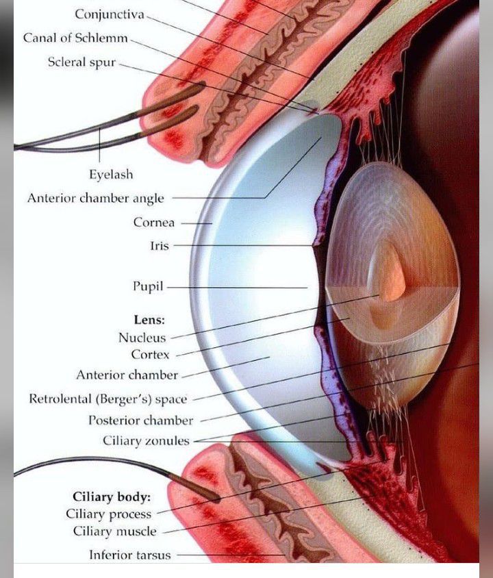 Anatomy of the Eye - MEDizzy