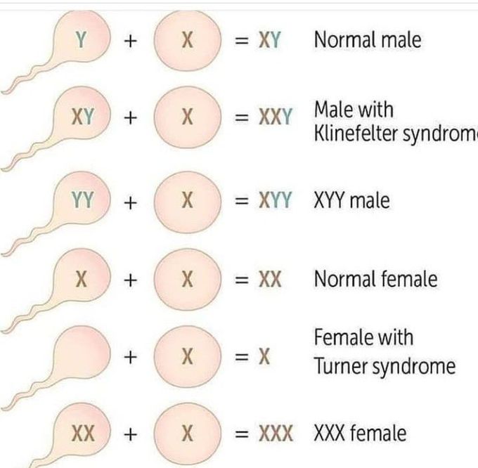 Chromosome basics - MEDizzy
