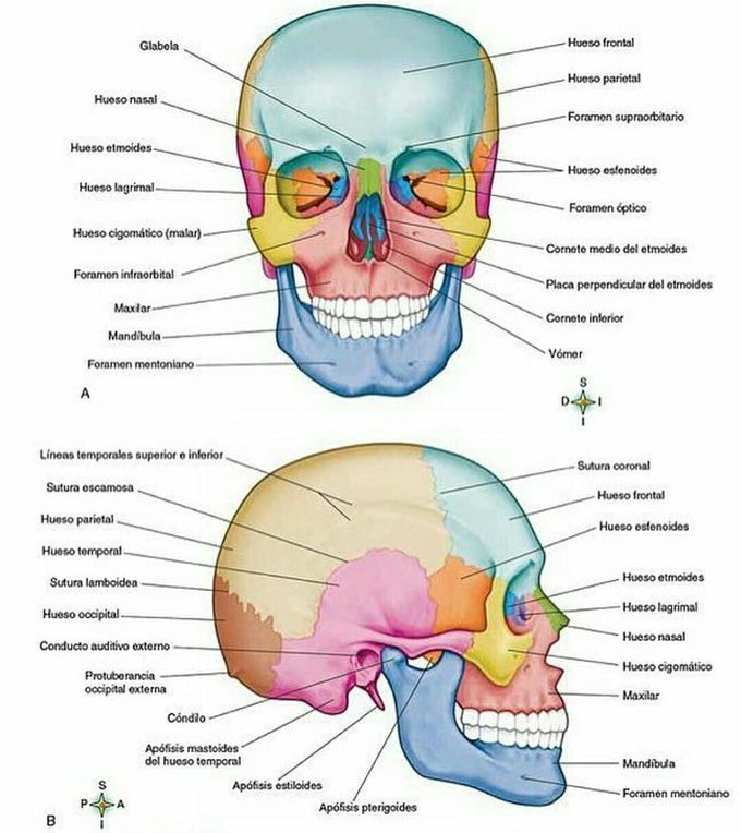 Skull Bones Huesos Craneales - MEDizzy
