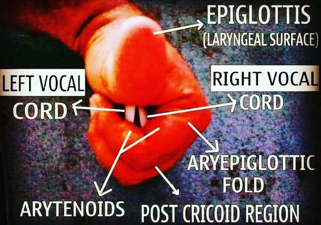 Anatomy of Throat - MEDizzy