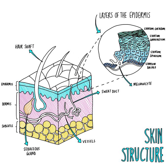 Structure of the Skin - MEDizzy