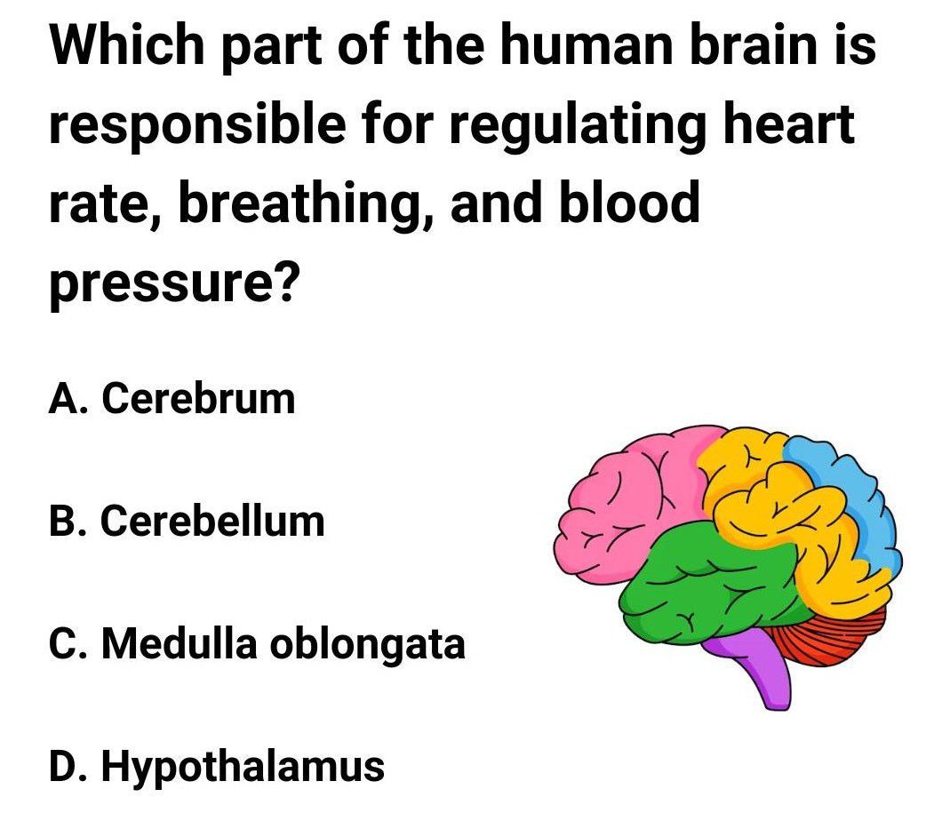 Identify the Structure - MEDizzy