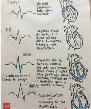 Pulmonology - MEDizzy