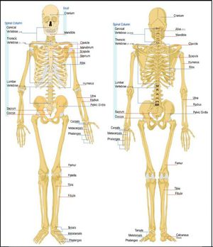 Bones of full body - MEDizzy