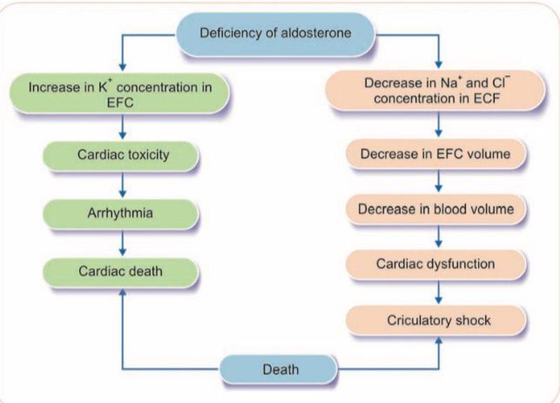 Importance of Aldosterone (life saving hormone!!) - MEDizzy