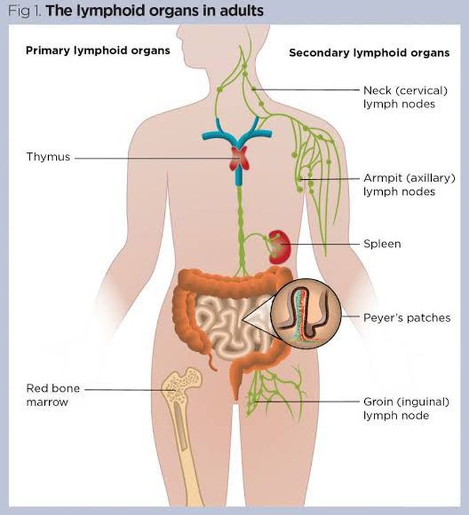 Main lymphatic tissues - MEDizzy