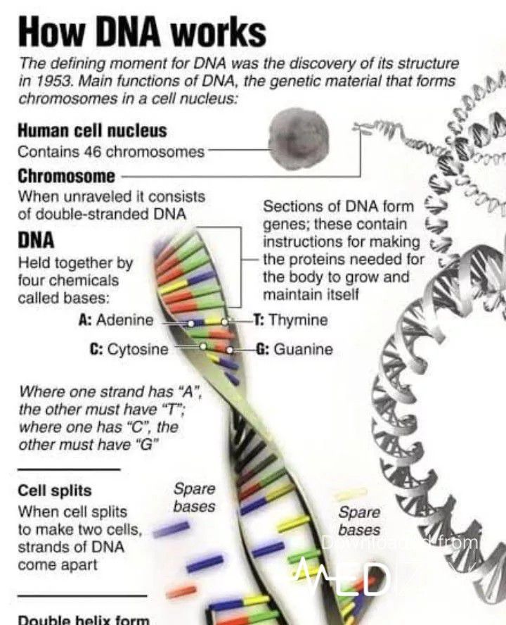 DNA structure - MEDizzy