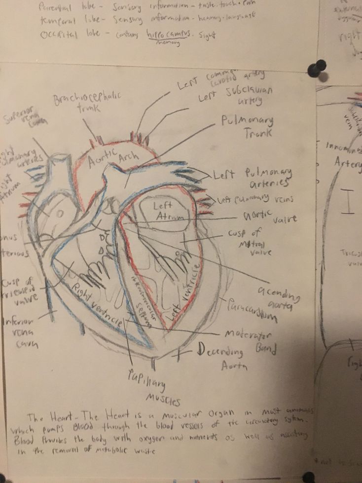 Anatomy of the heart - MEDizzy