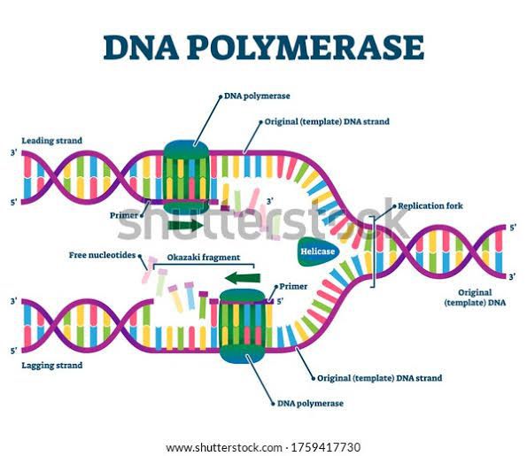 DNA polymerase - MEDizzy