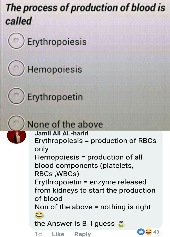 Production of blood - MEDizzy