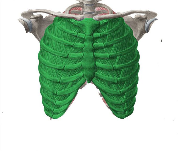 Thorax.... - MEDizzy