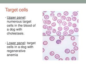 Target cell - MEDizzy