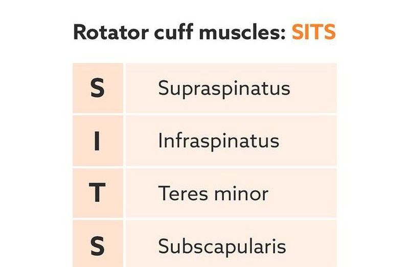 Rotator Cuff Muscles Nerve Supply
