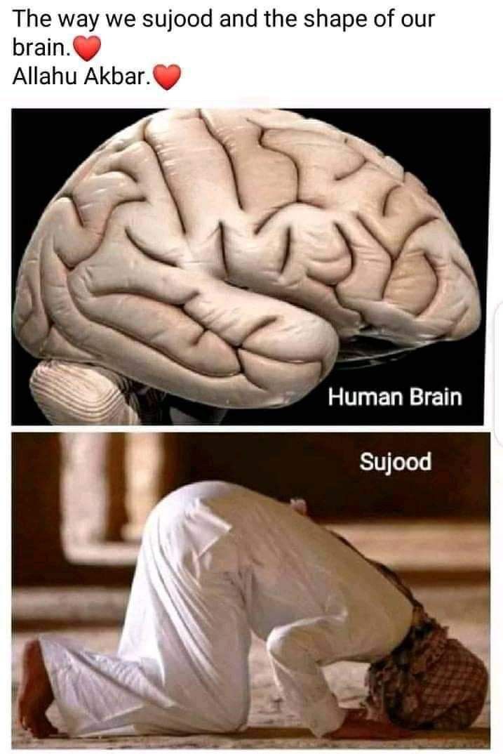 Shape of our brain act of prostration in prayers!! - MEDizzy