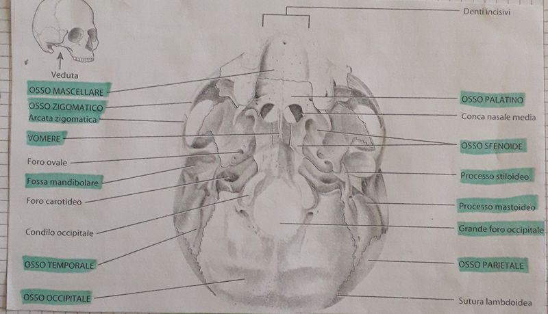 Skull bones - MEDizzy