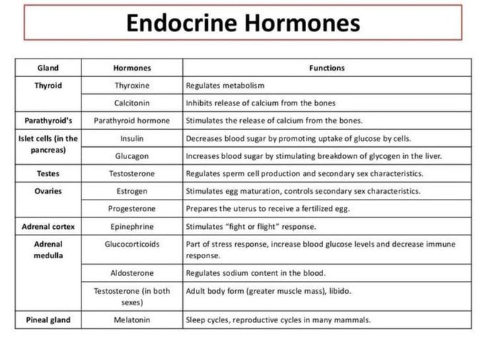 Endocrine Hormones - MEDizzy