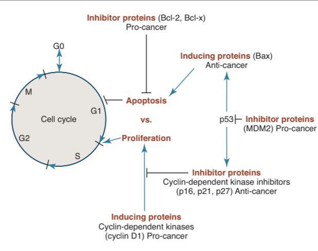 Cell cycle regulation - MEDizzy