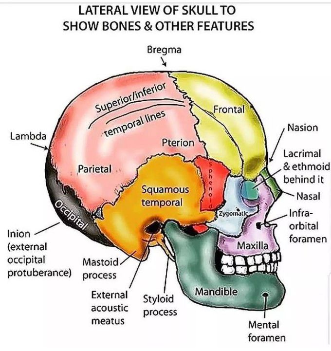 Lateral View of Skull - MEDizzy