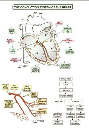 Conduction system of the heart - MEDizzy