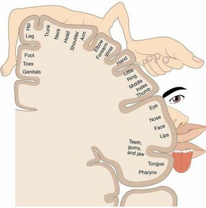 Easy to learn - MEDizzy