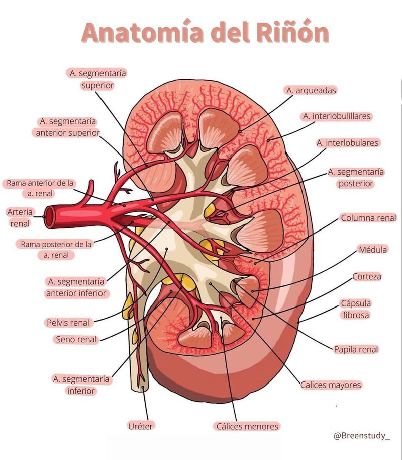 Anatomía De La Fosa Renal Arteria Y Segmentos Renales | Cosas De