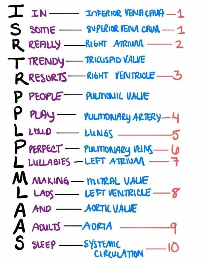 Blood Circulation - MEDizzy