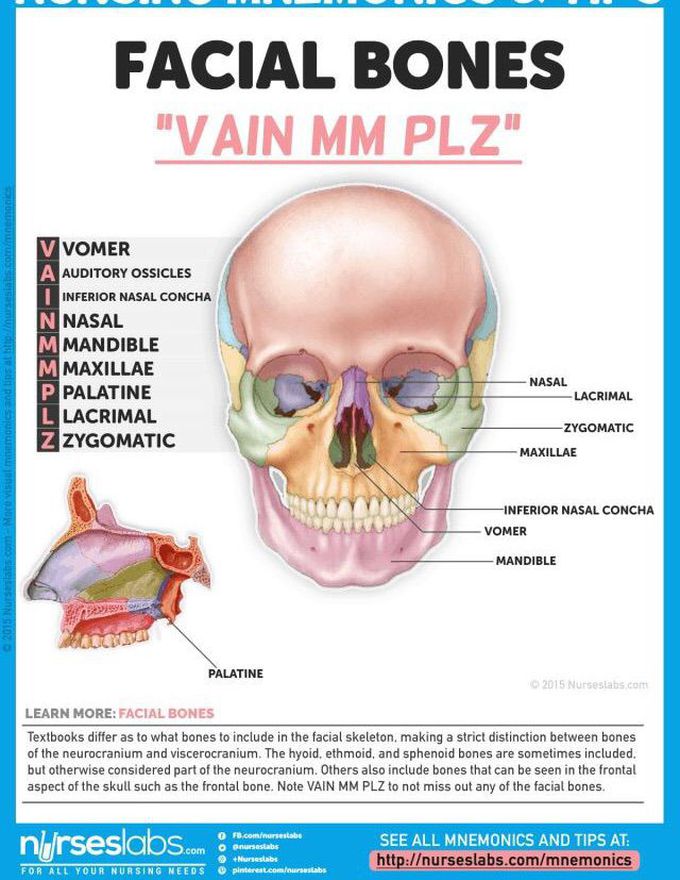 Facial bones - MEDizzy