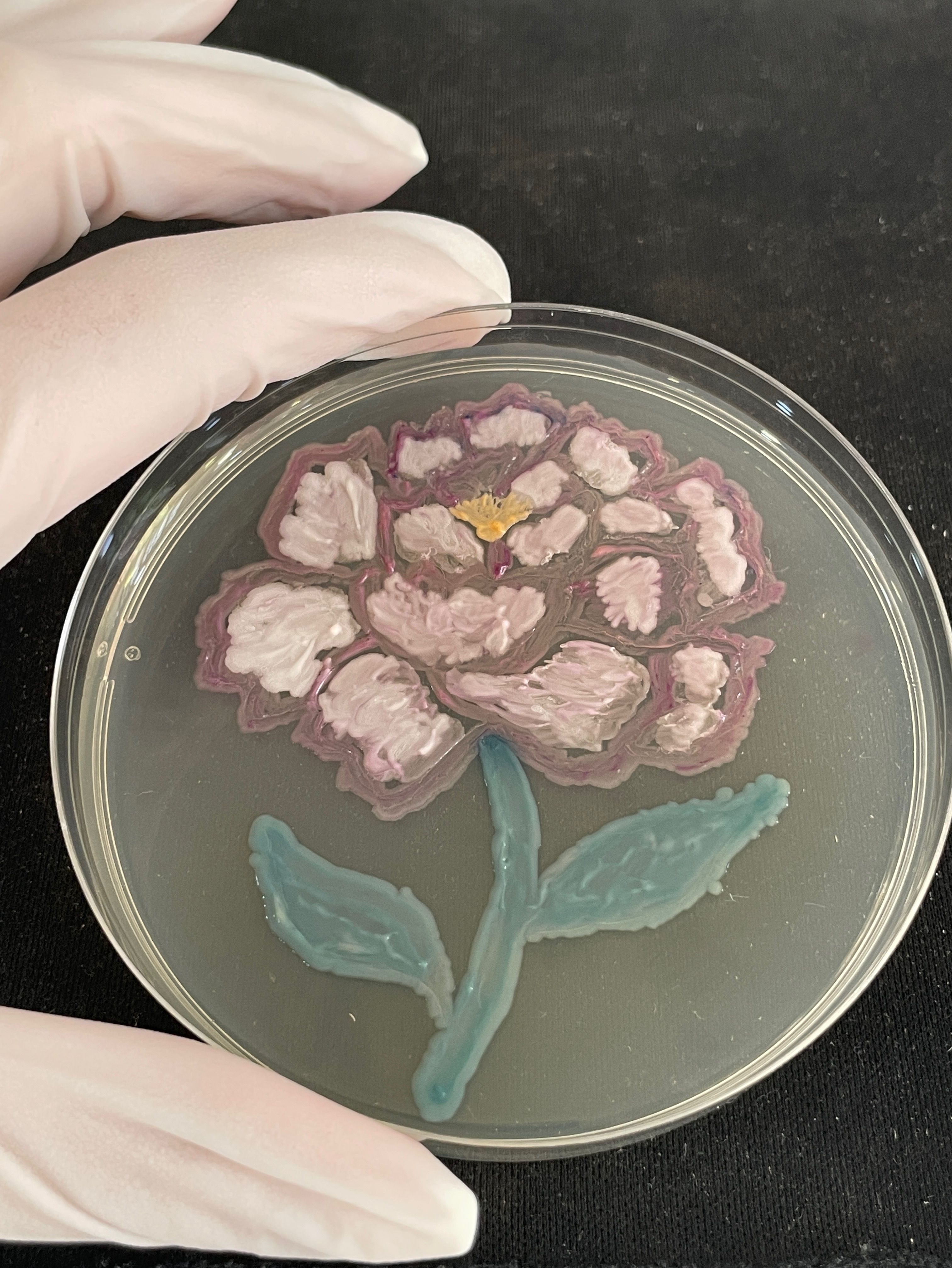 Peony flower on Chromatic Detection agar - MEDizzy