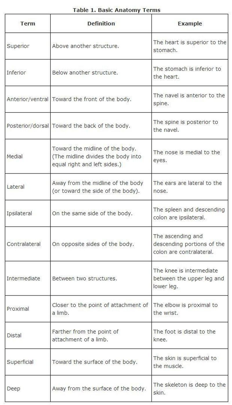 Anatomy terms - MEDizzy