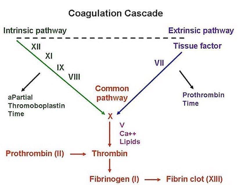coagulation cascade mnemonic
